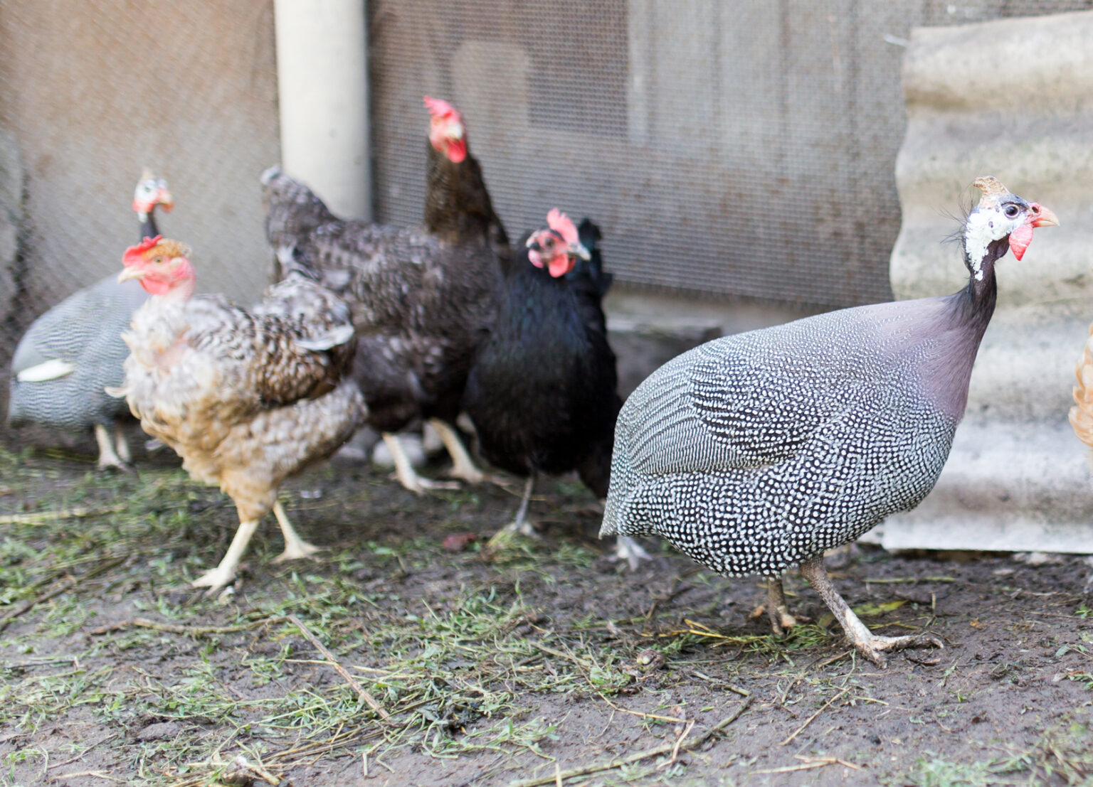 Keeping Guinea Fowl Safe - Backyard Poultry